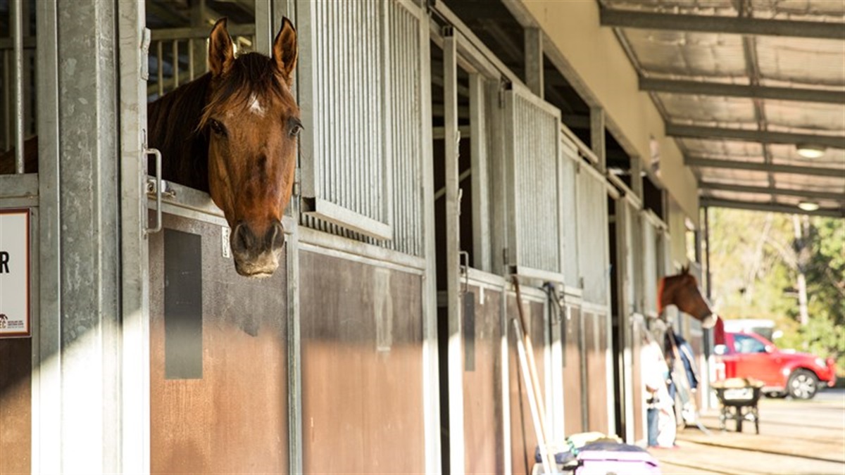 Book stables and camping - Queensland State Equestrian Centre